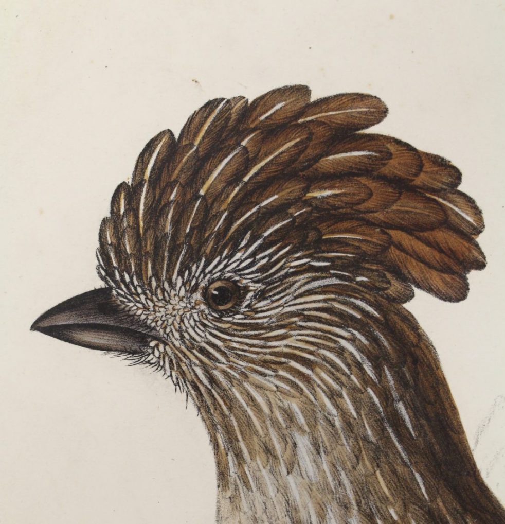 Biographical Sketch of Elizabeth Gould – Melissa Ashley